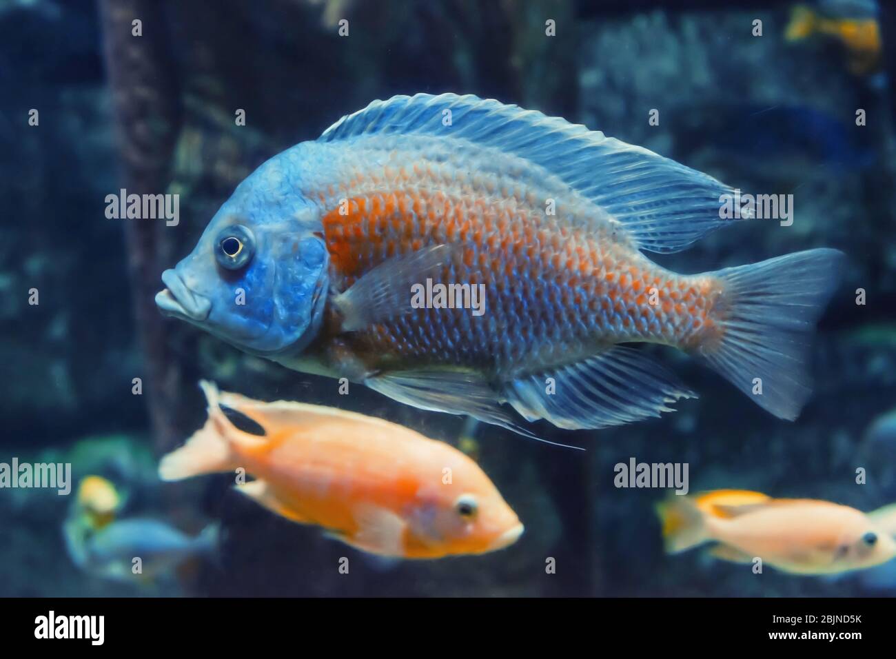 Exotic fishes in aquarium close hi-res stock photography and images - Alamy