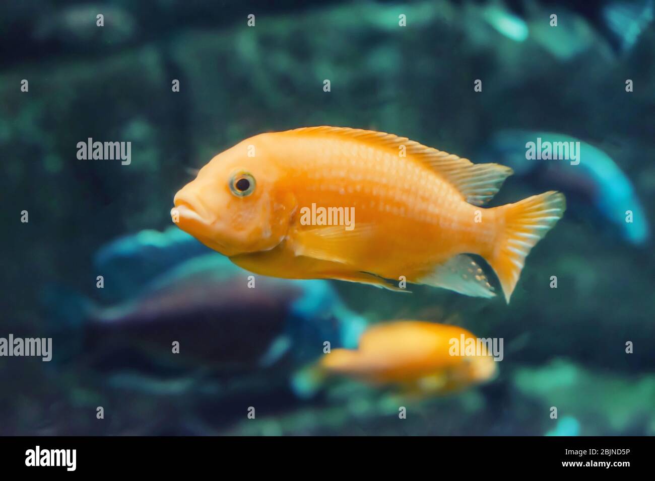 Exotic fish in aquarium Stock Photo - Alamy