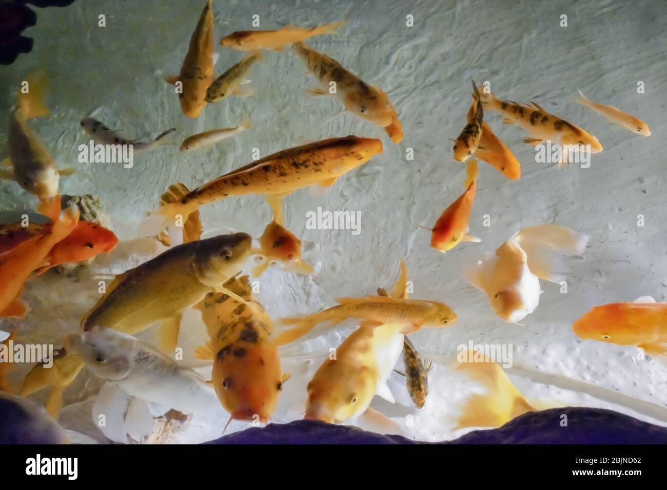 Beautiful fish in pond Stock Photo - Alamy