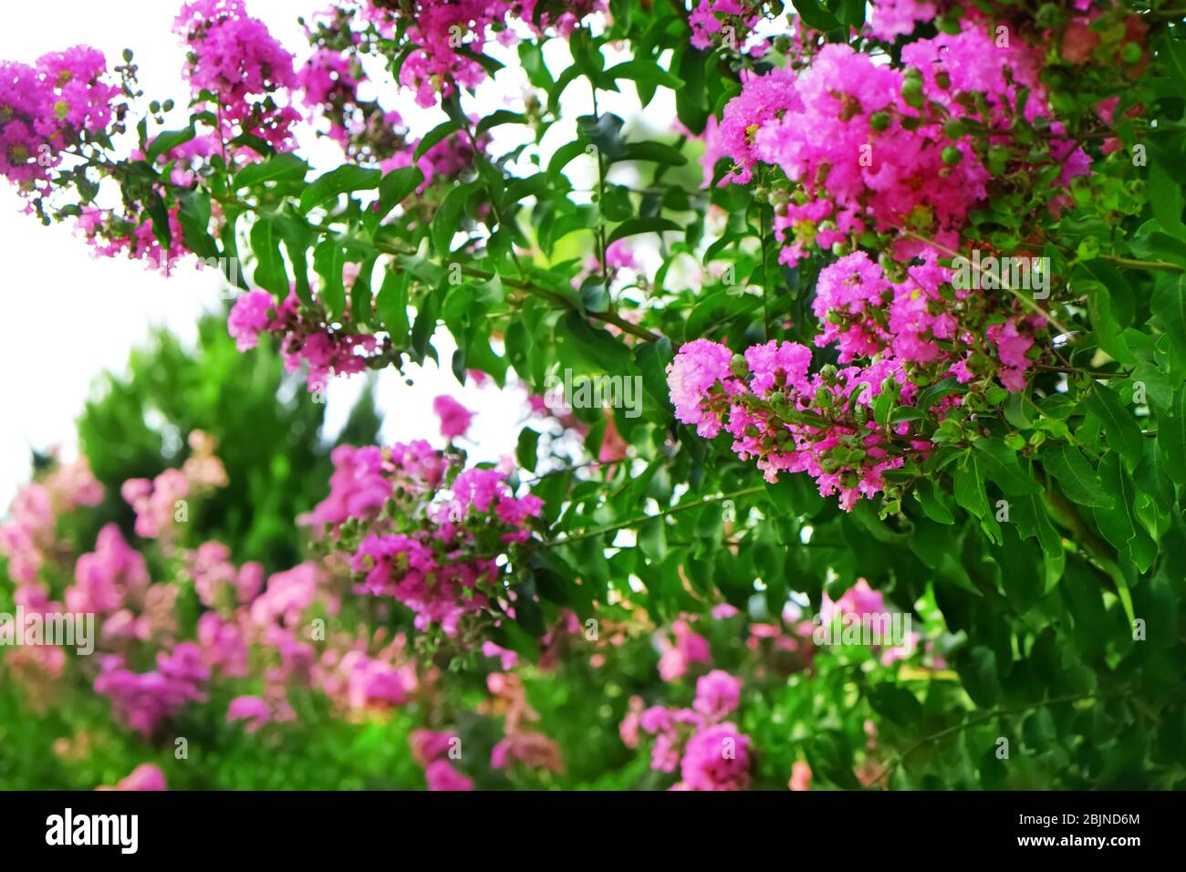 Beautiful blooming tree outdoors Stock Photo - Alamy