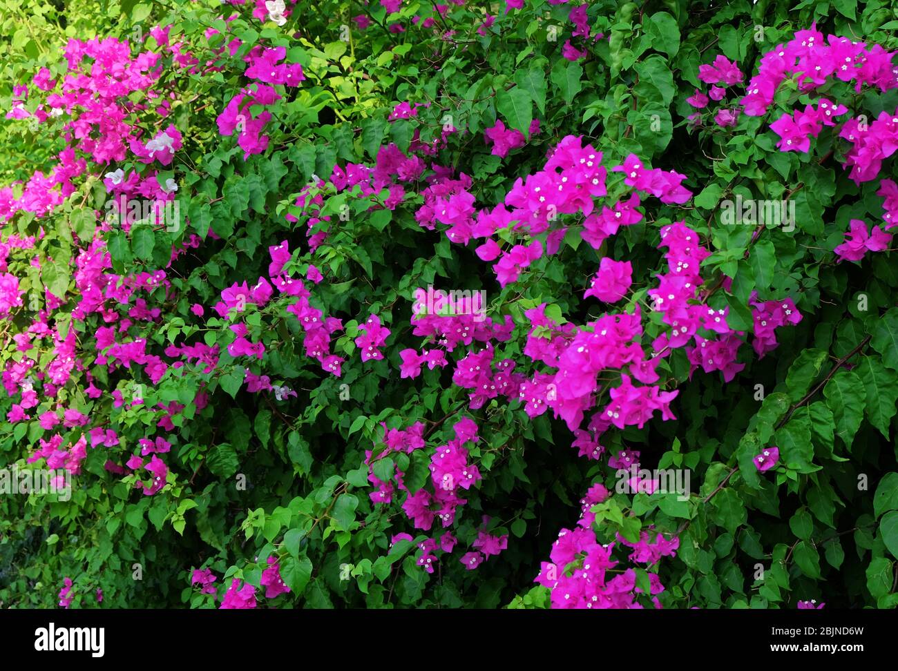 Plant with beautiful flowers outdoors Stock Photo - Alamy