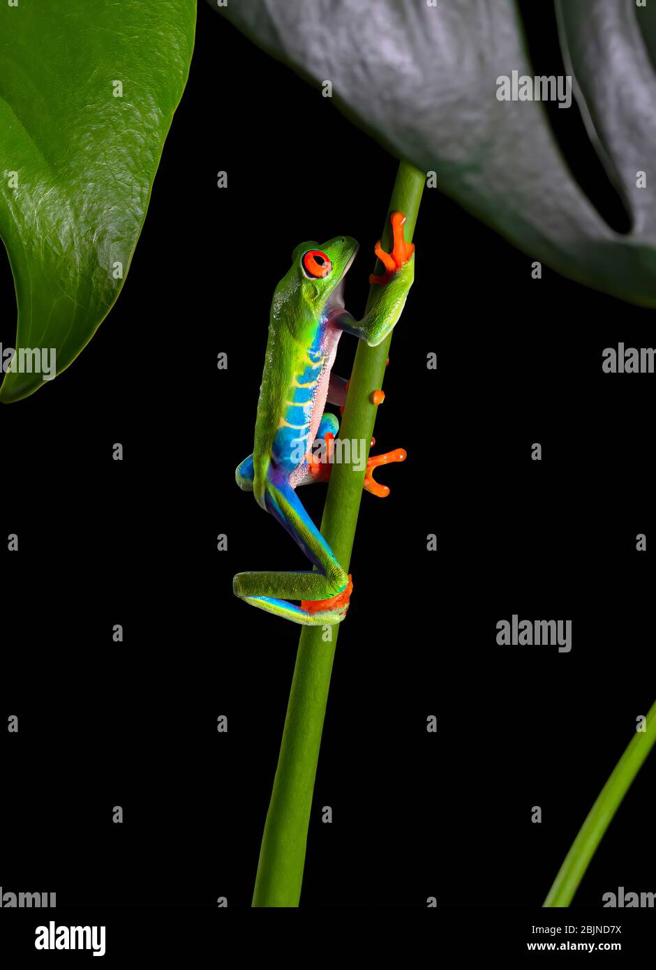 Red eyes tree frog hi-res stock photography and images - Alamy