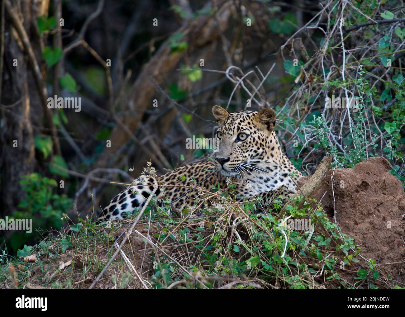 Sri Lankan Leopard watching closely for prey Stock Photo - Alamy