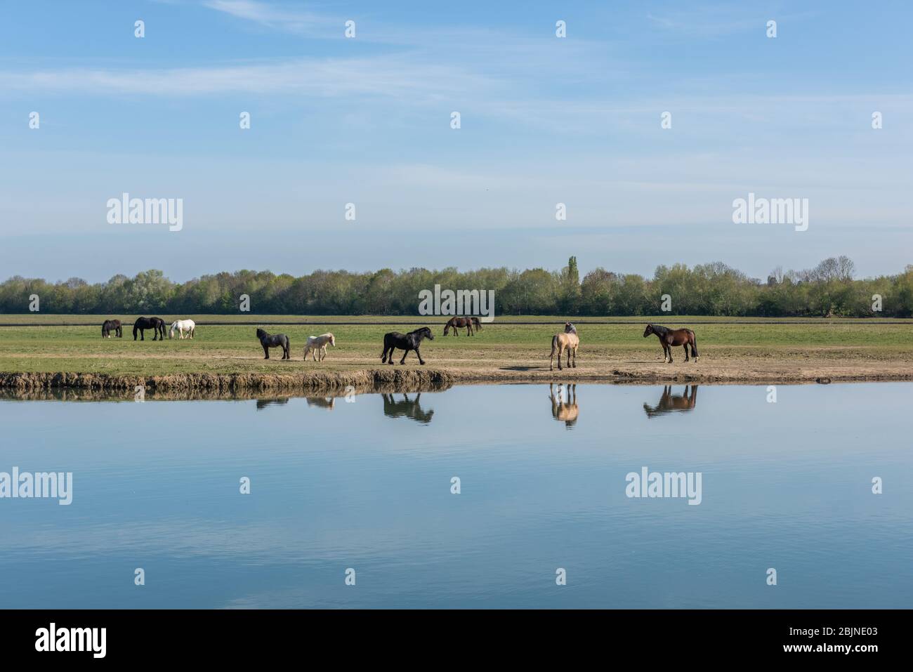 Port Meadow, Oxford Stock Photo - Alamy