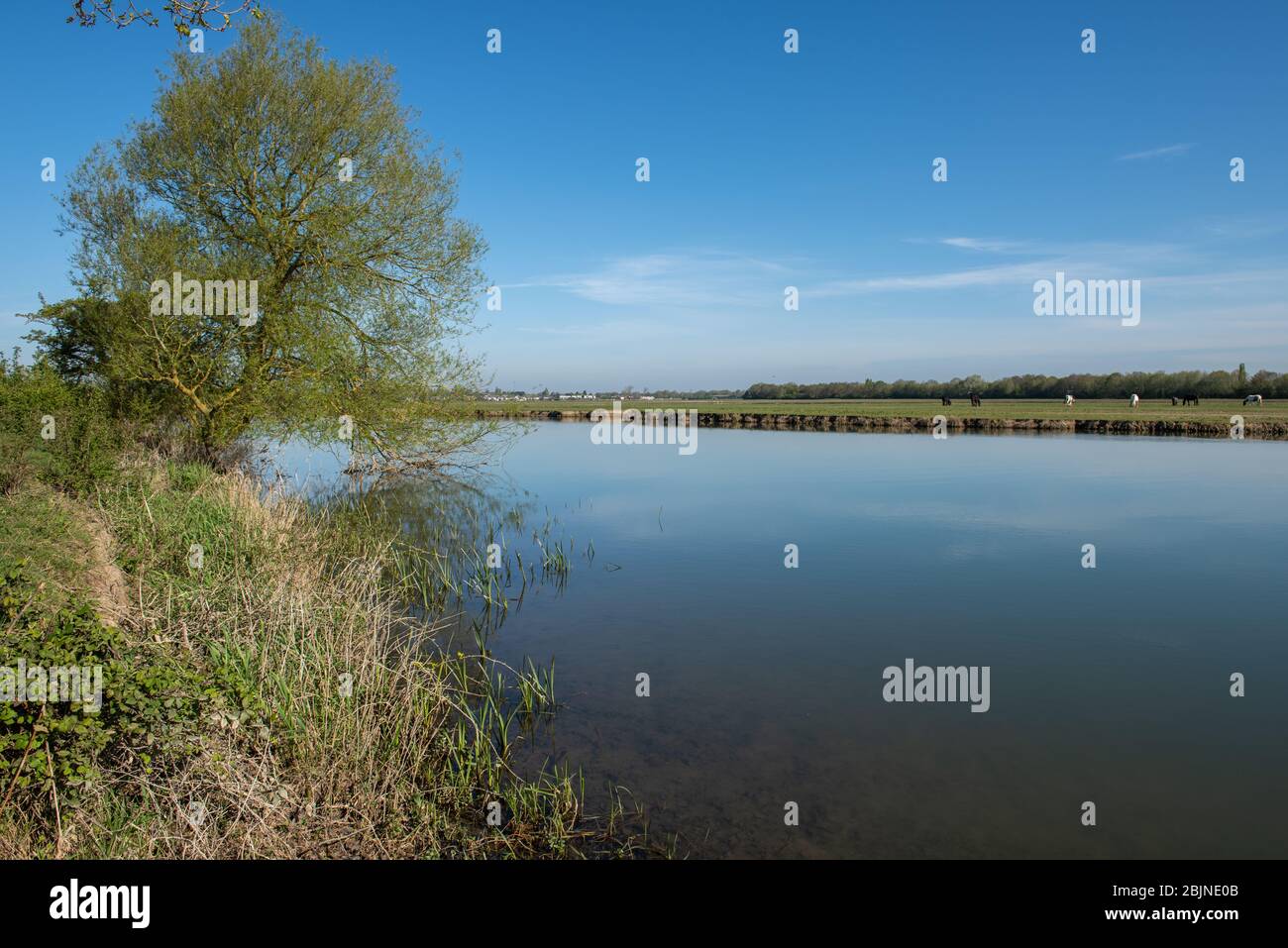 Port Meadow, Oxford Stock Photo - Alamy