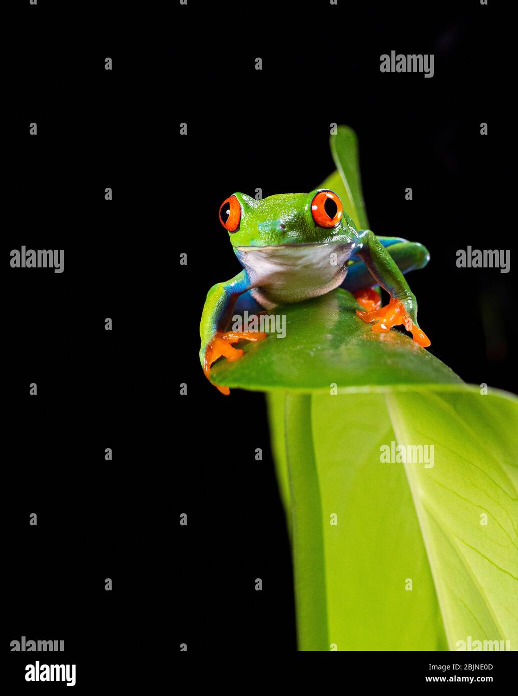 Red Eyes Tree Frog foraging Stock Photo - Alamy