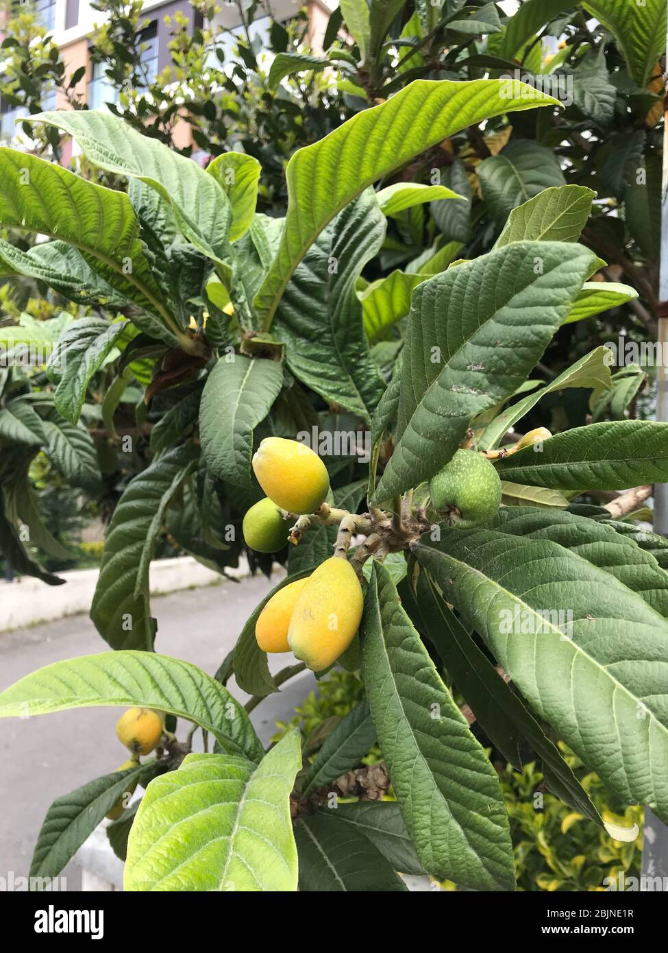 Loquat Fruit