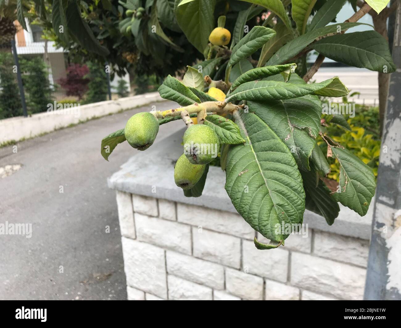 Loquat tree hi-res stock photography and images - Alamy