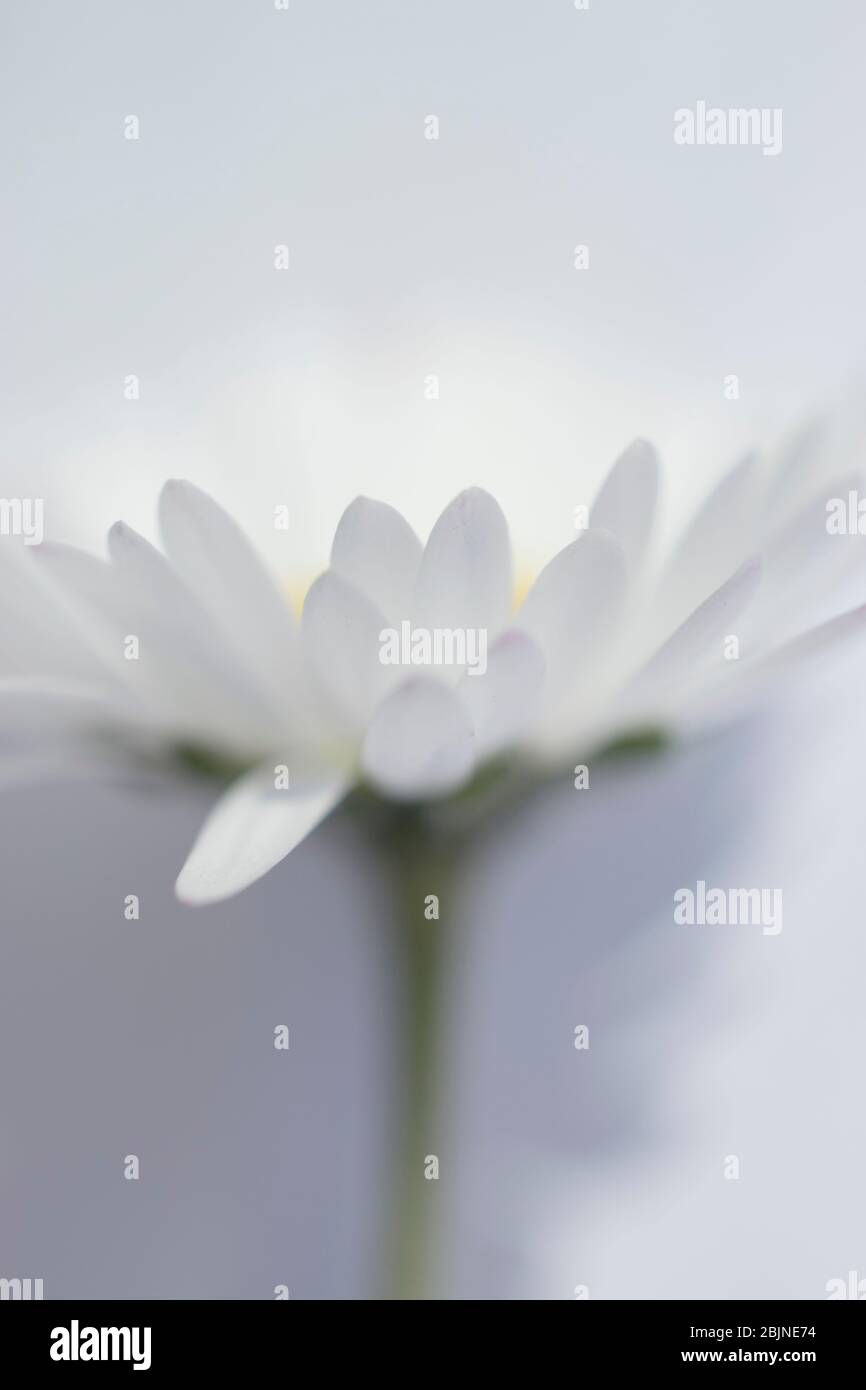 White daisy green center hi-res stock photography and images - Alamy