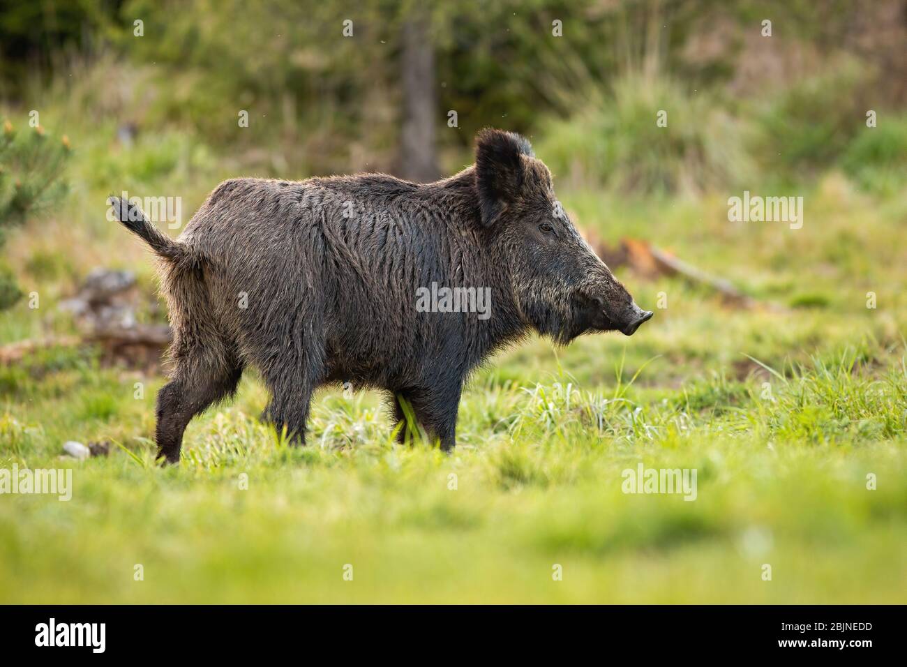 Side view of adult female of wild boar grazing on the open forest ...