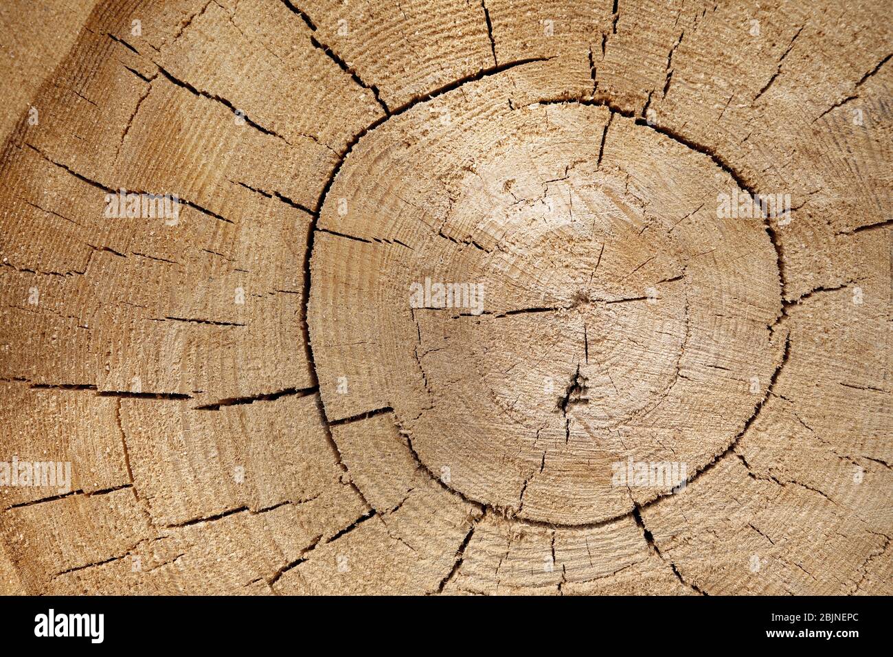 Wooden texture of a tree trunk with beautiful golden shades Stock Photo ...