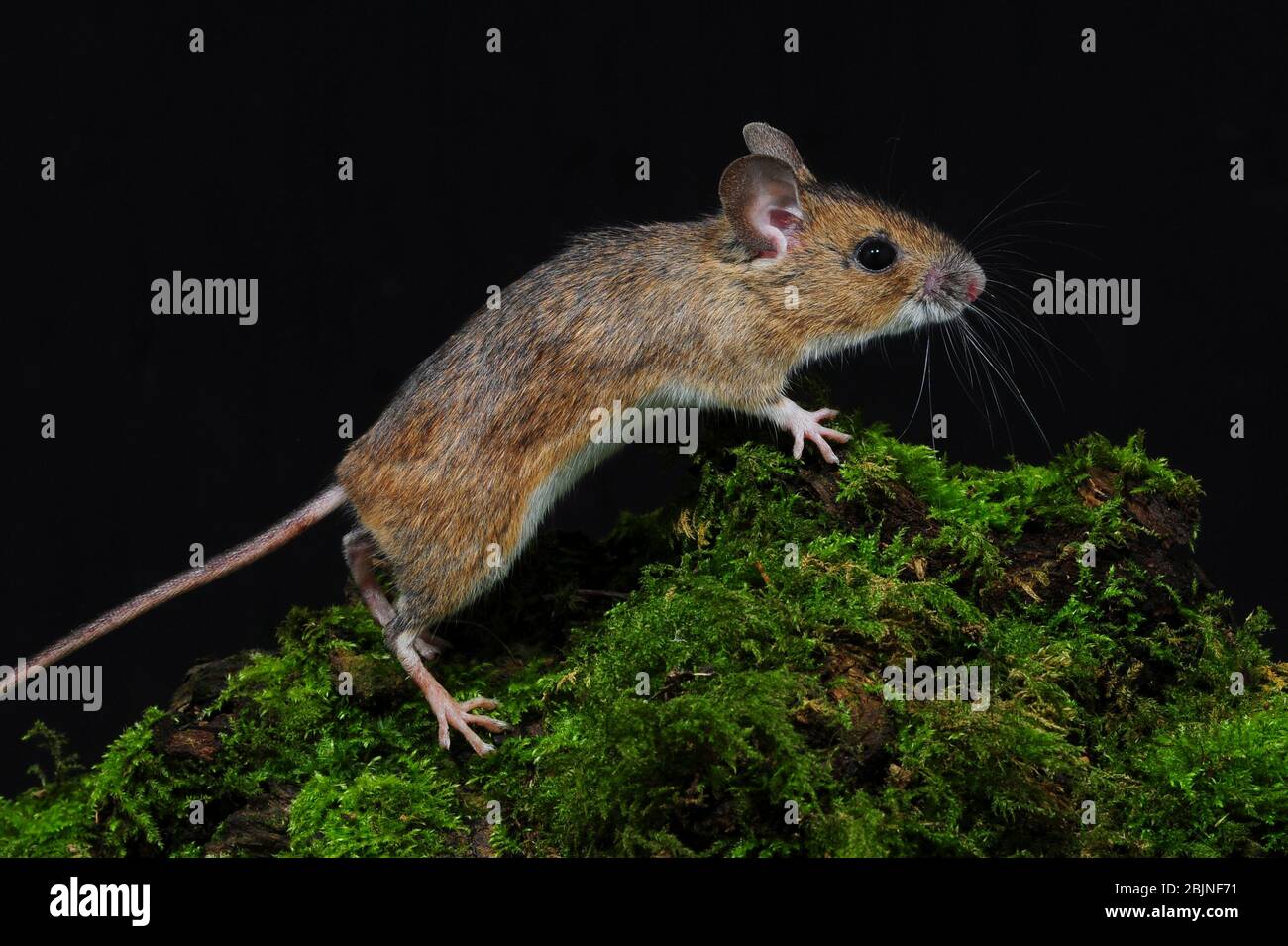 Wood mouse on moss Stock Photo - Alamy