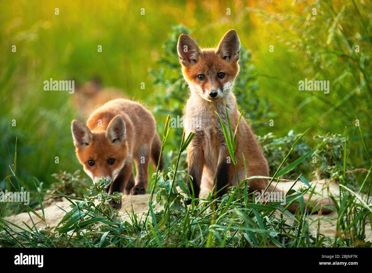 A pair of adorable cubs of red fox facing camera in the middle of the ...