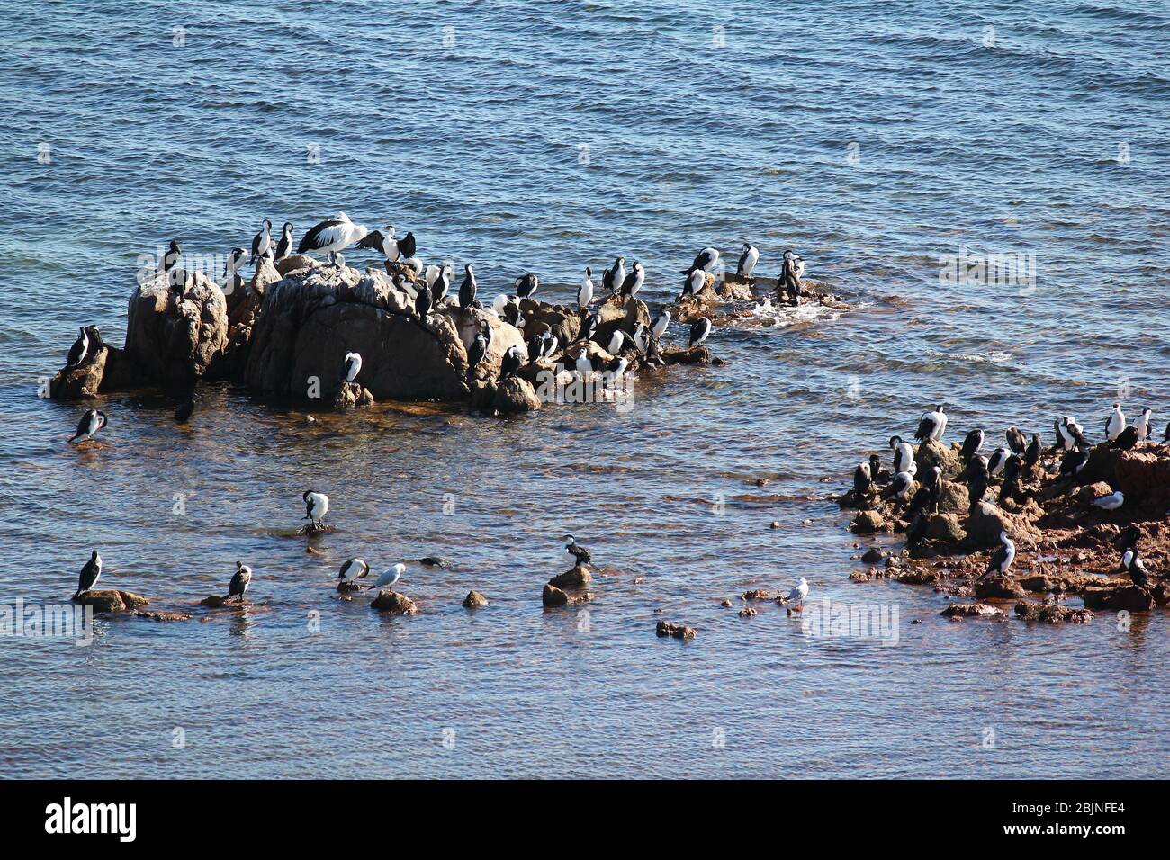 Wild sea birds crowded on a rock at Ceduna, South Australia Stock Photo ...