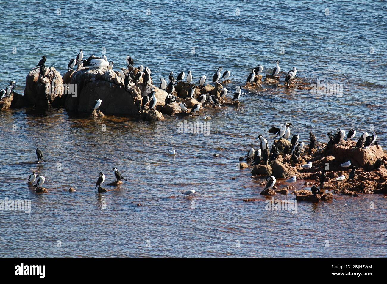 Wild sea birds crowded on a rock at Ceduna, South Australia Stock Photo ...
