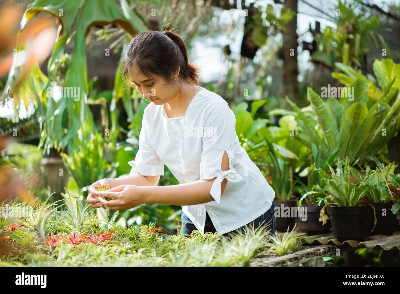 portrait of woman inspecting the flower on the plants Stock Photo - Alamy