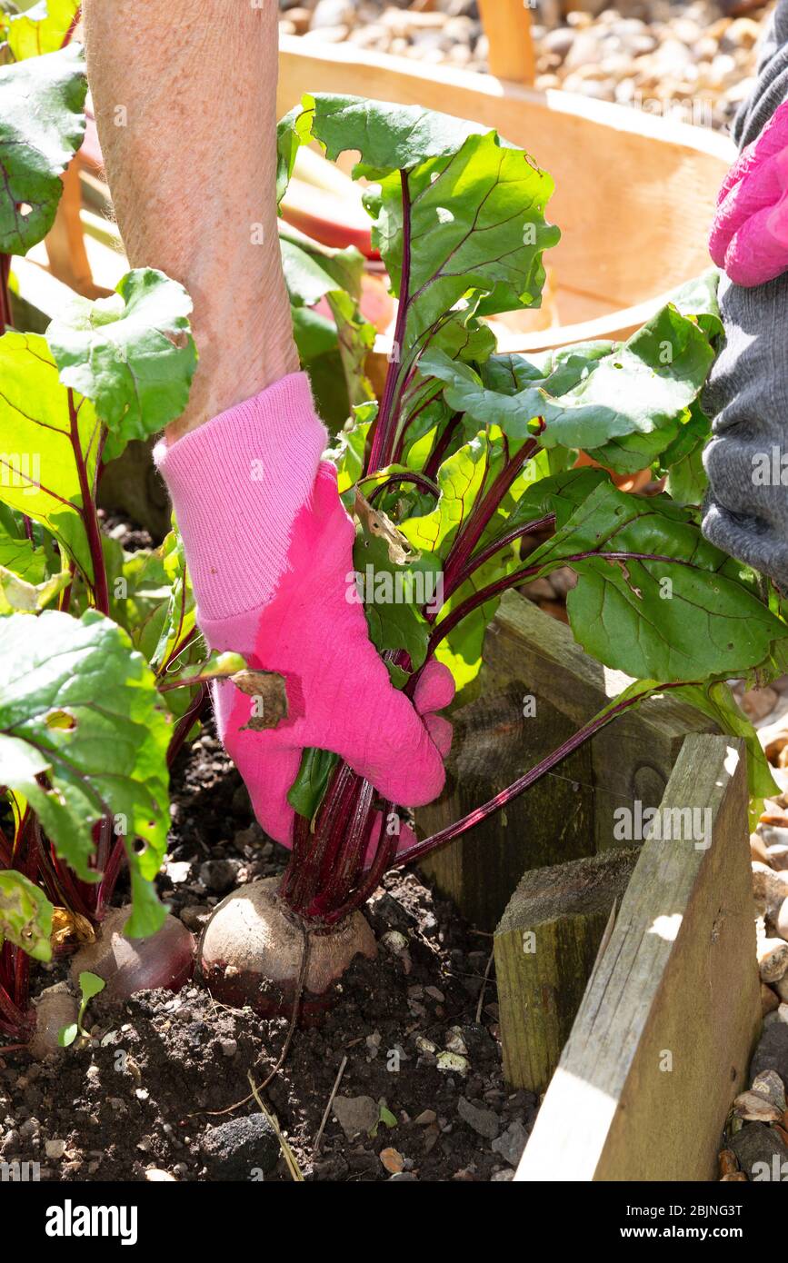 Beetroot stems hi-res stock photography and images - Alamy