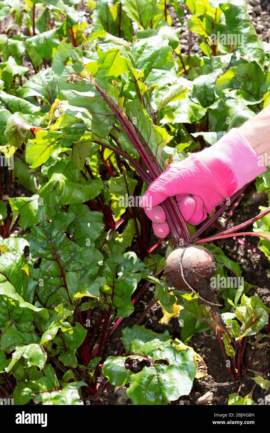 Hampshire, England, UK. 2019. Woman's hand pulling beetroot from a ...