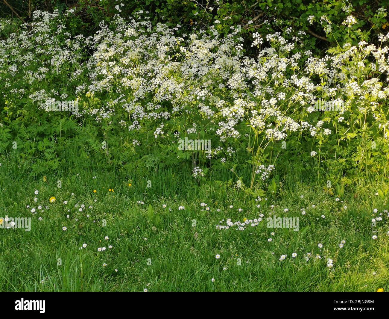 A close up of a flower garden showing weeds beside rough lawn Stock ...