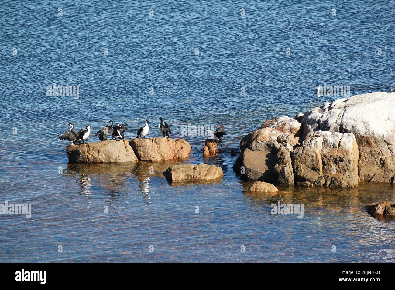 Wild sea birds crowded on a rock at Ceduna, South Australia Stock Photo ...