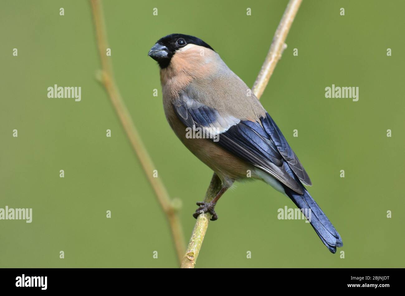 Bullfinch hen female pyrrhula hi-res stock photography and images - Alamy