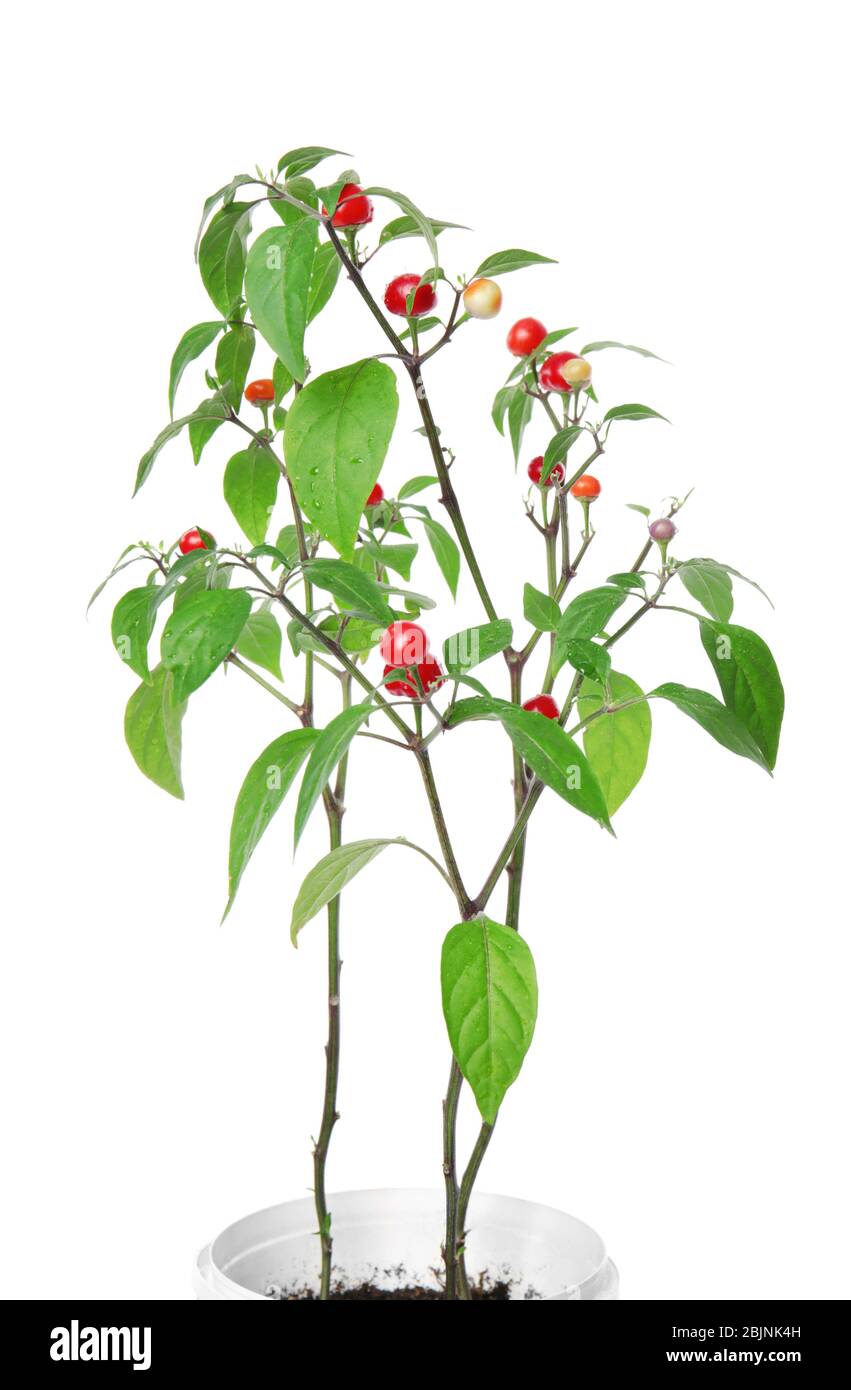 Homegrown pepper bush hi-res stock photography and images - Alamy