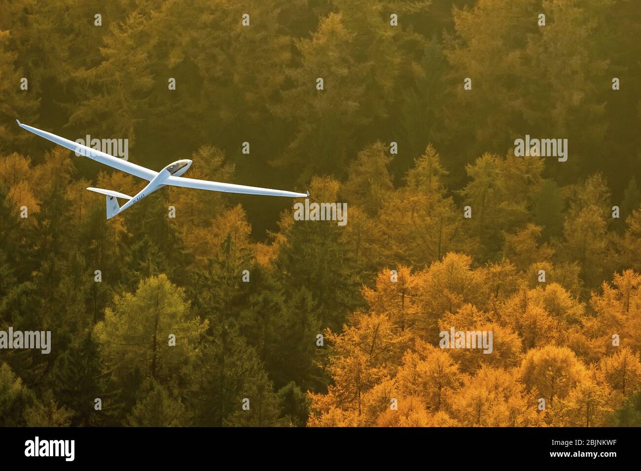 Glider and sport aircraft Duo Discus flying over a autumn forest, 12.11 ...