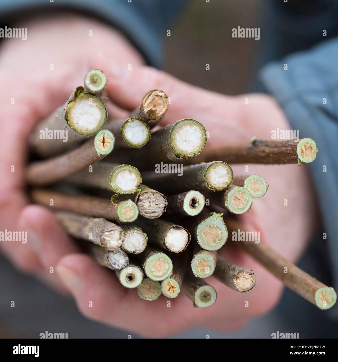 nesting aid for wild bees, step one: collecting pithy stems Stock Photo ...