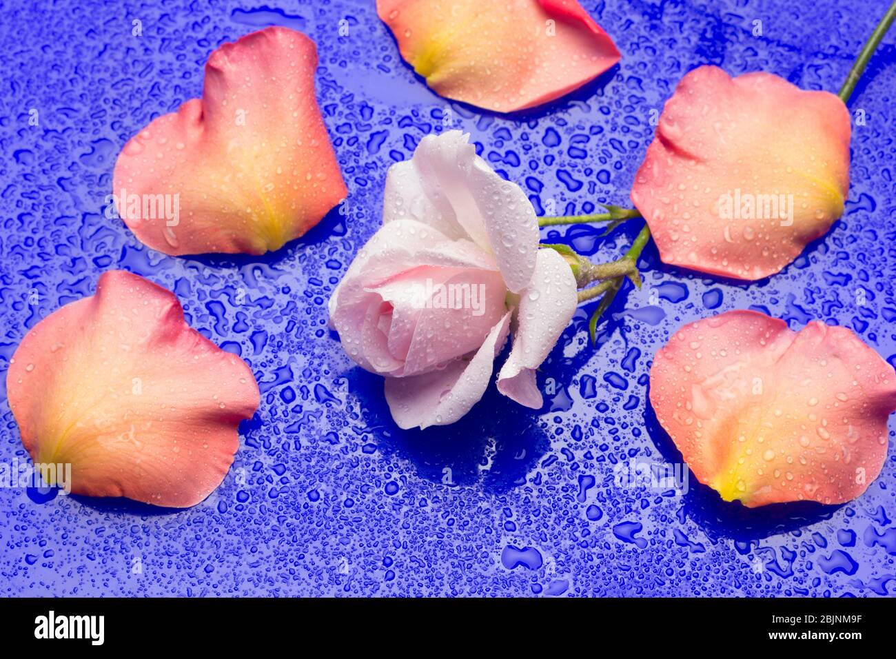 pink rose, flower that symbolizes love, passion, romanticism. Spring ...