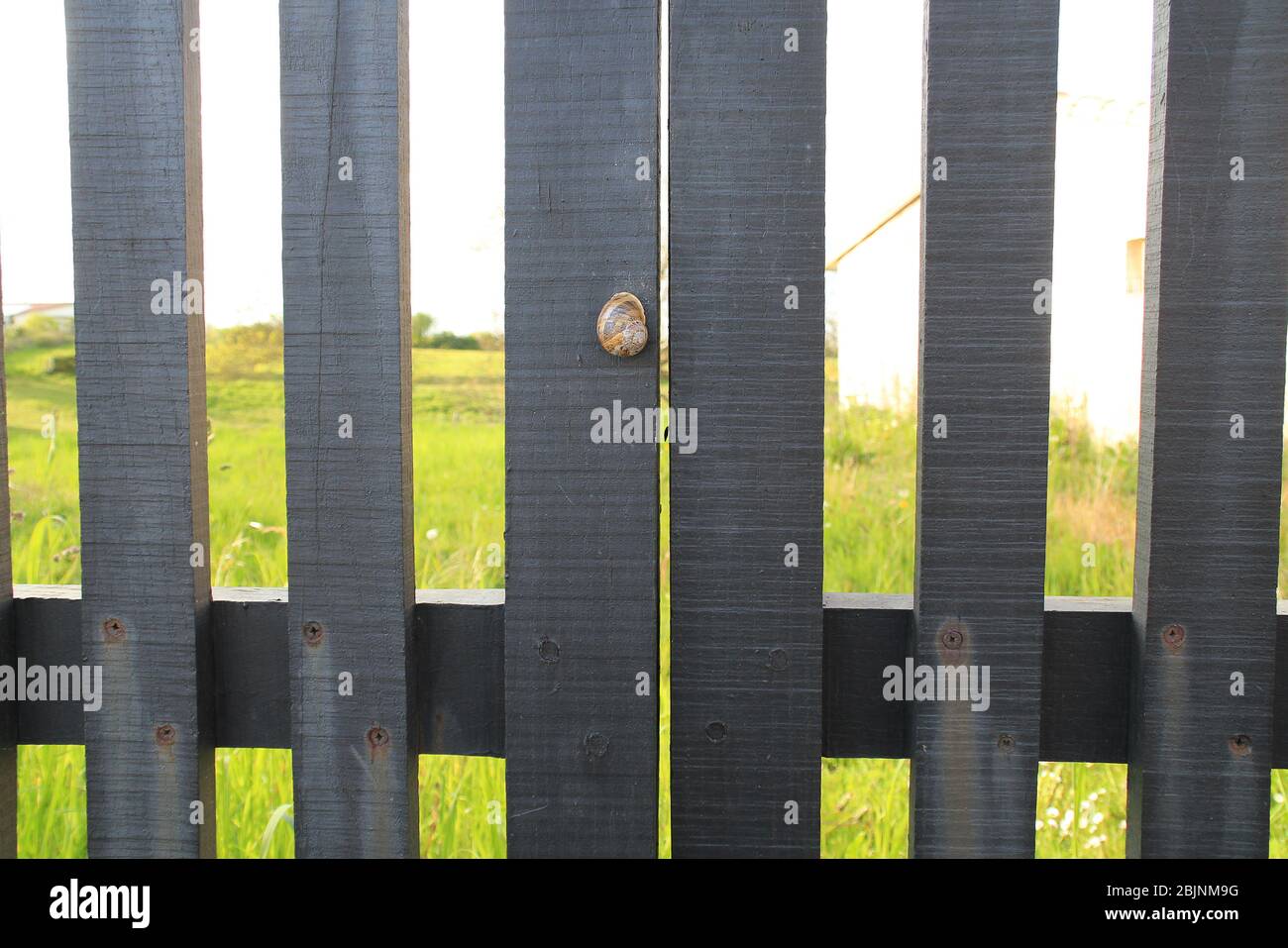 Structure of snail hi-res stock photography and images - Alamy