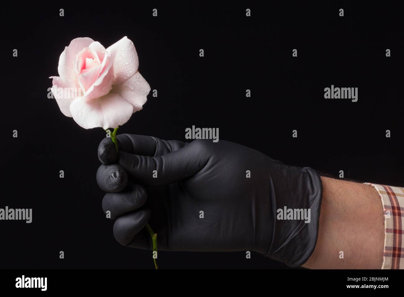 pink rose, flower that symbolizes love, passion, romanticism. Spring ...