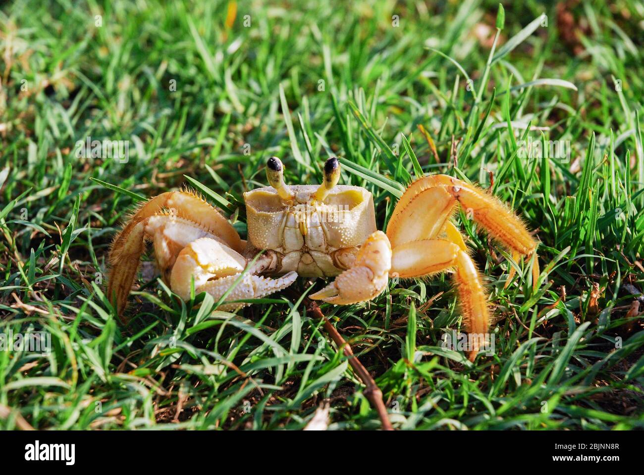 Ghost grass hi-res stock photography and images - Alamy