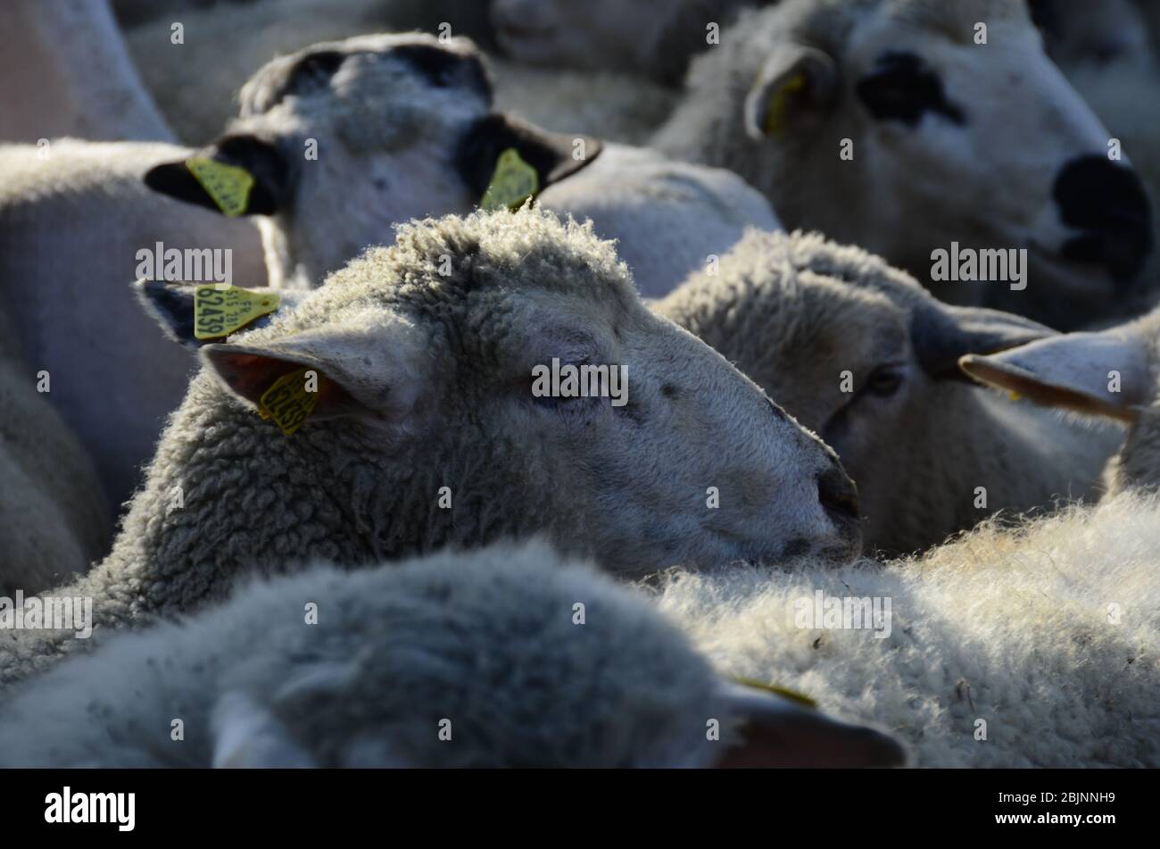 Sheeps heads hi-res stock photography and images - Alamy