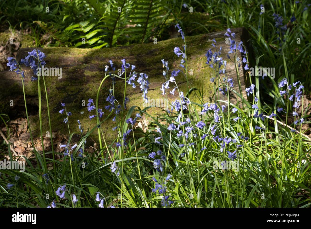 A clump of Bluebells illuminated by spring sunshine Stock Photo - Alamy