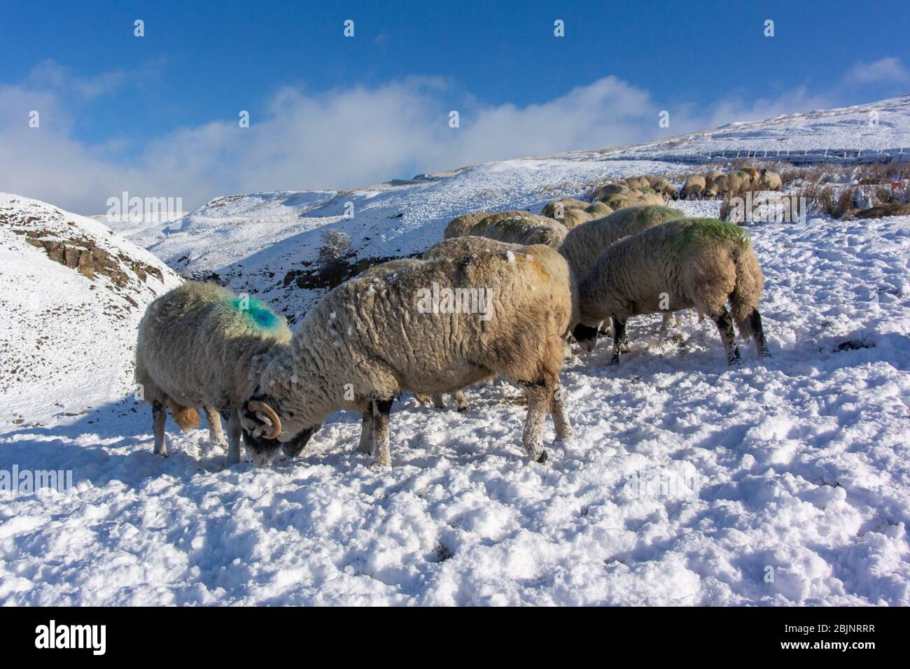 Sheep on an upland pasture in Wensleydale, being fed extra feed in ...