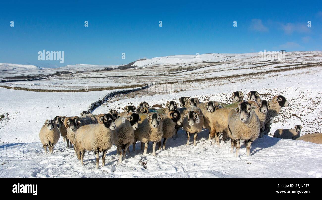 Sheep on an upland pasture in Wensleydale, being fed extra feed in ...