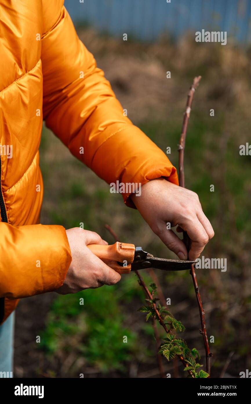 Spring pruning of tree branches and shrubs. Female hands in white ...