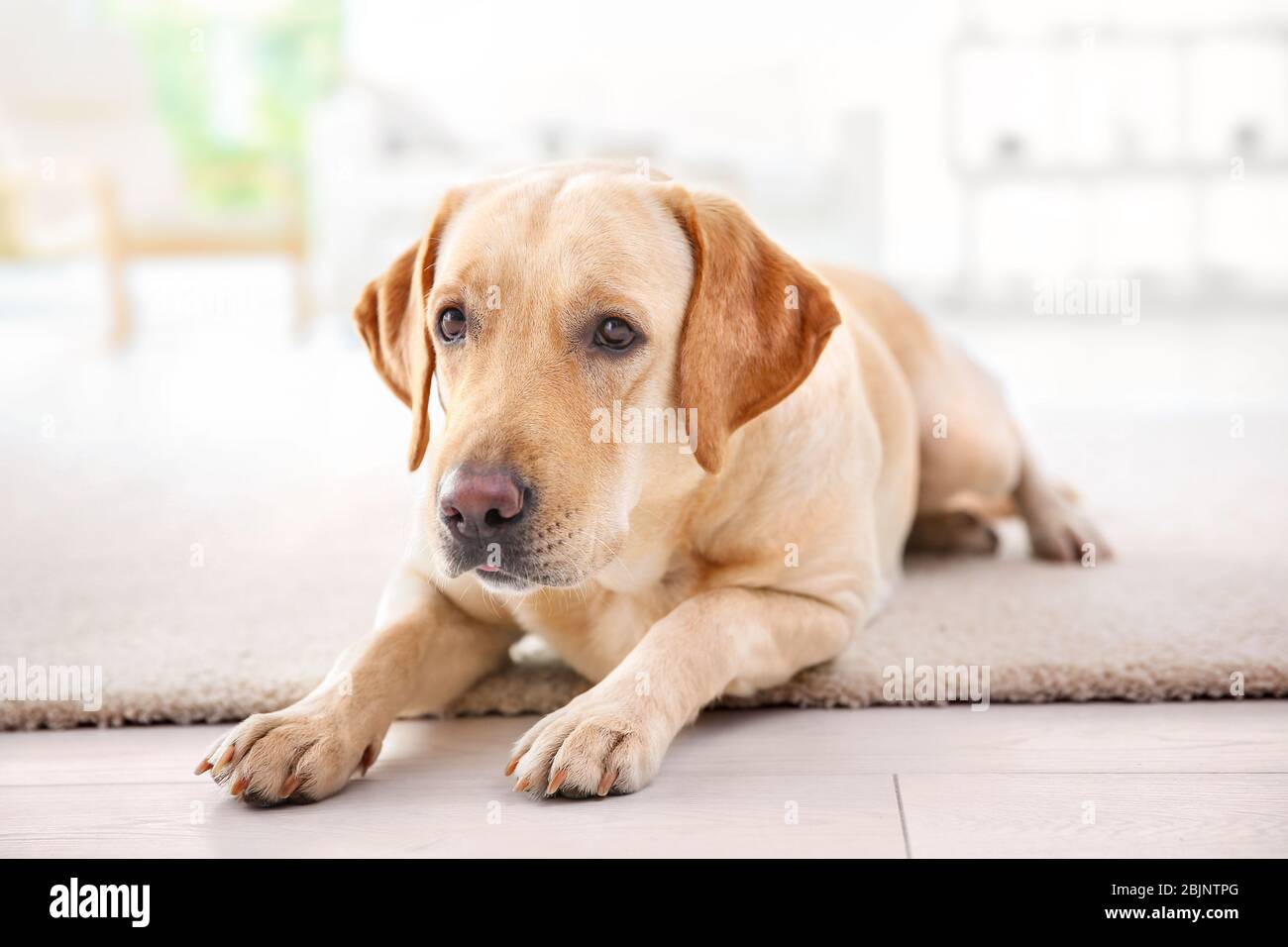 Cute Labrador Retriever at home Stock Photo - Alamy