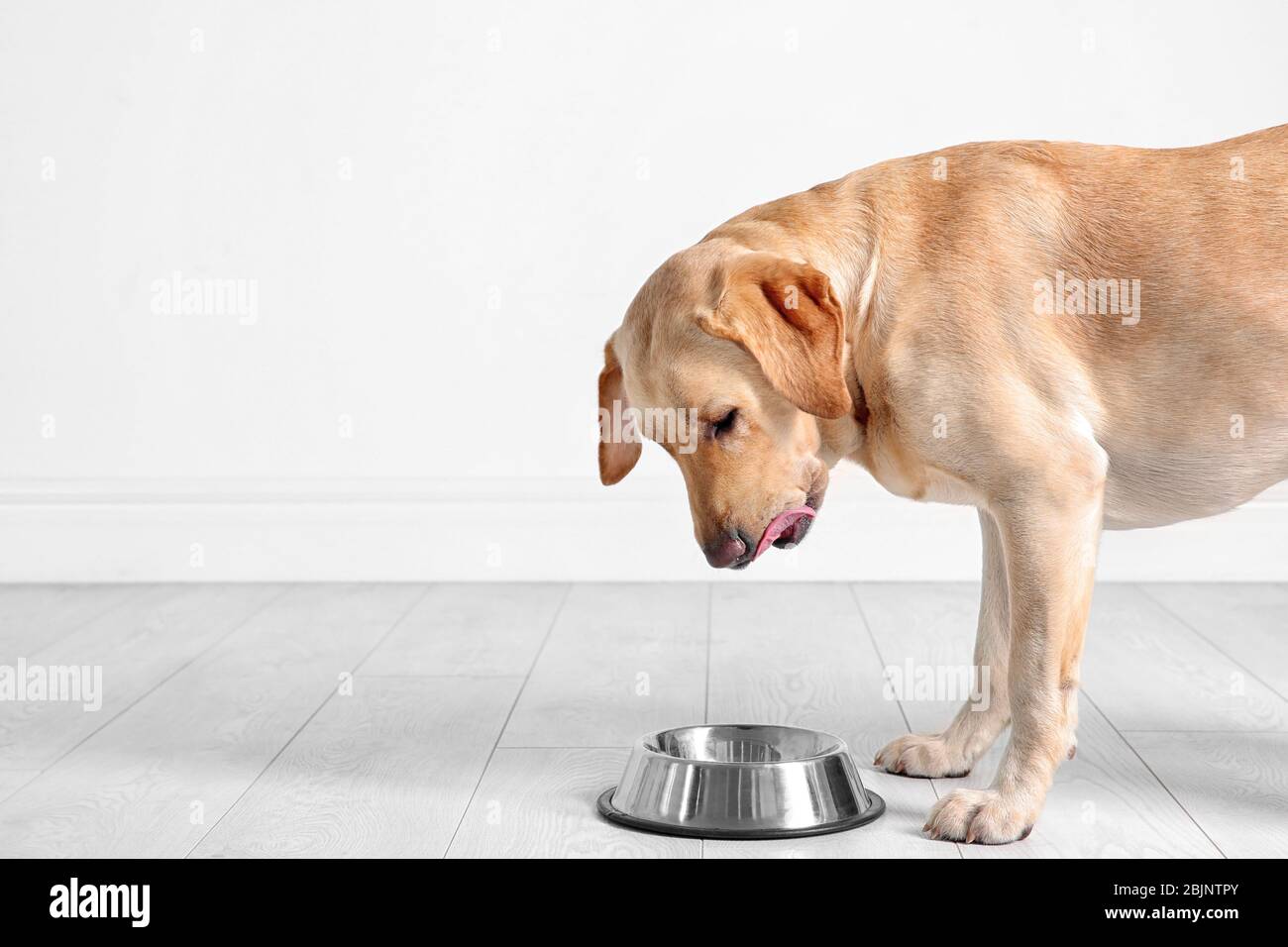 Cute Labrador Retriever eating from bowl at home Stock Photo - Alamy