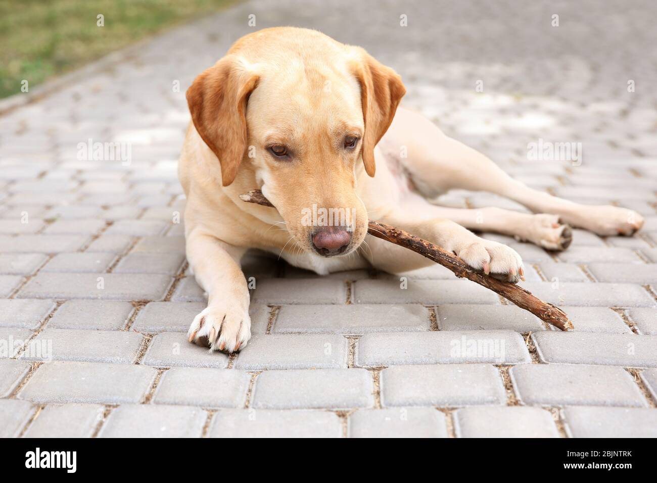 Cute Labrador Retriever with wooden stick lying on sidewalk in park ...
