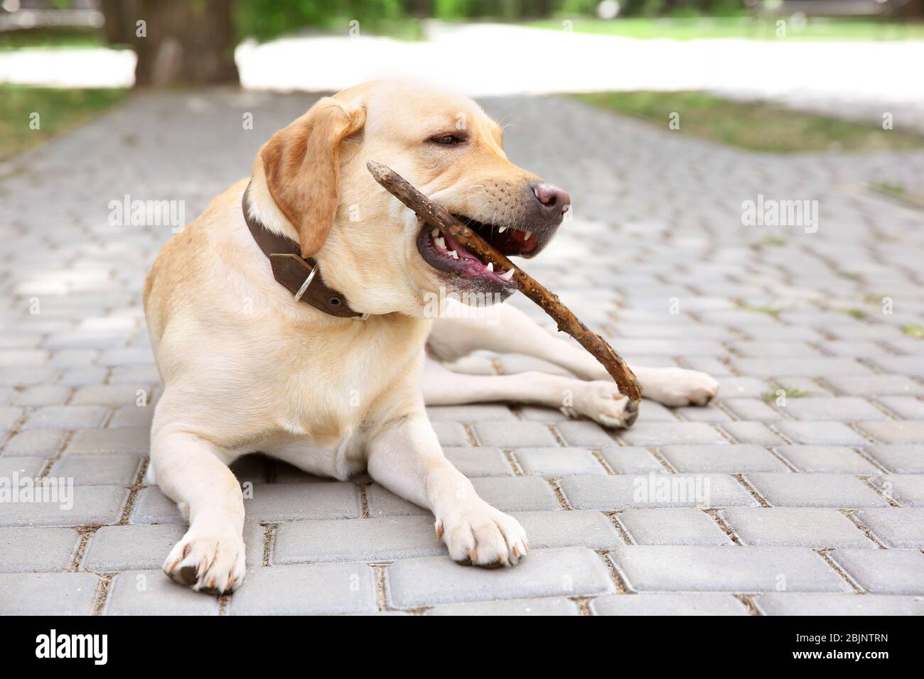 Cute Labrador Retriever with wooden stick lying on sidewalk in park ...