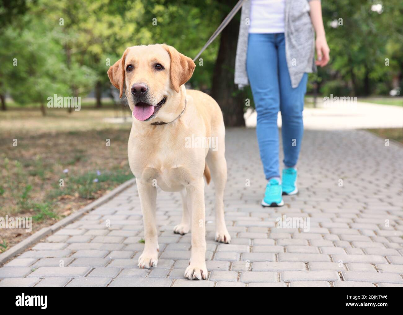 Woman walking labrador hi-res stock photography and images - Alamy