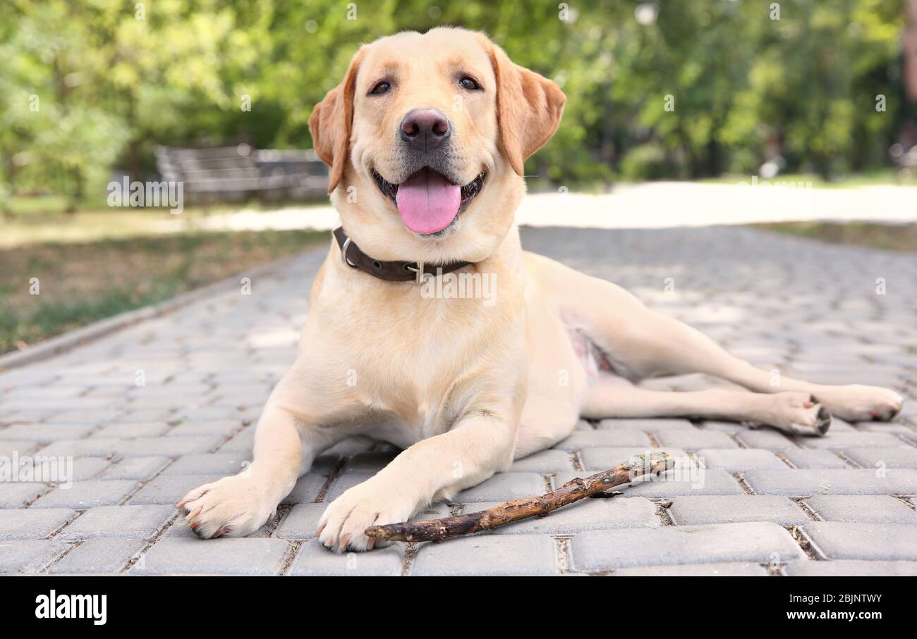 Cute Labrador Retriever with wooden stick lying on sidewalk in park ...