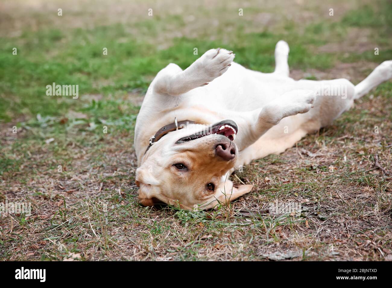 Cute Labrador Retriever lying on back in park Stock Photo - Alamy