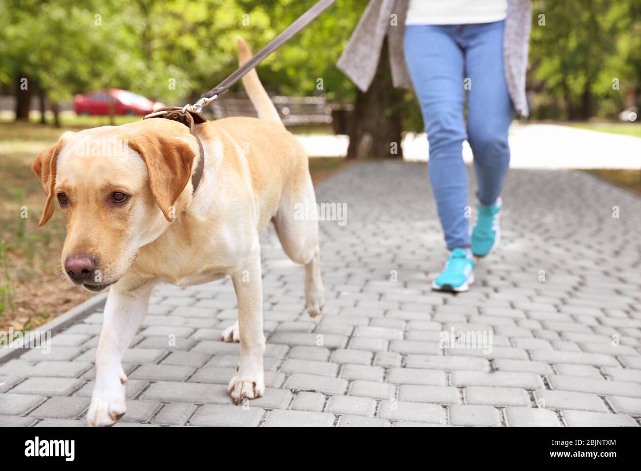Woman walking labrador hi-res stock photography and images - Alamy