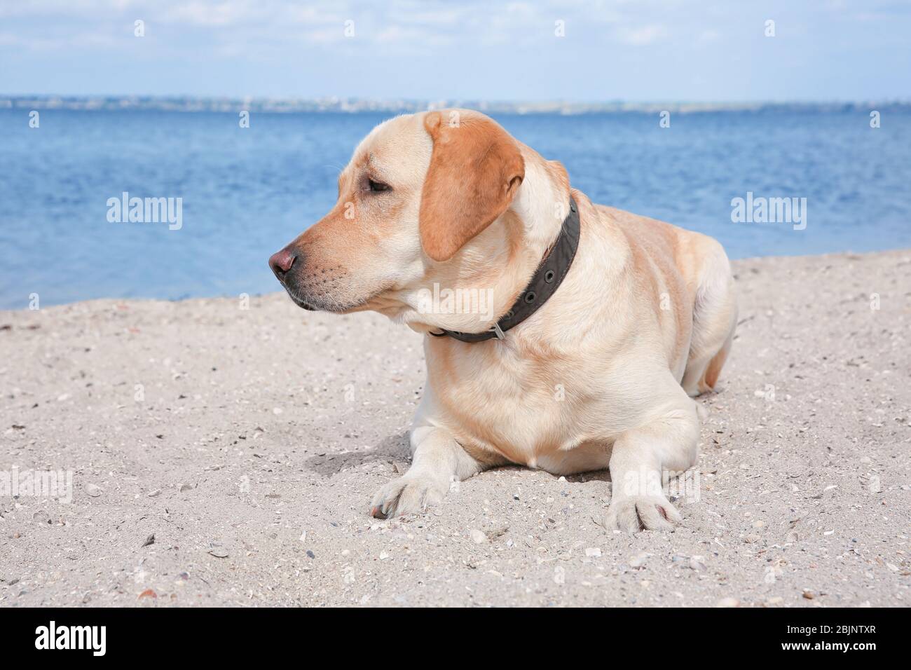 Cute Labrador Retriever on sandy river bank Stock Photo - Alamy