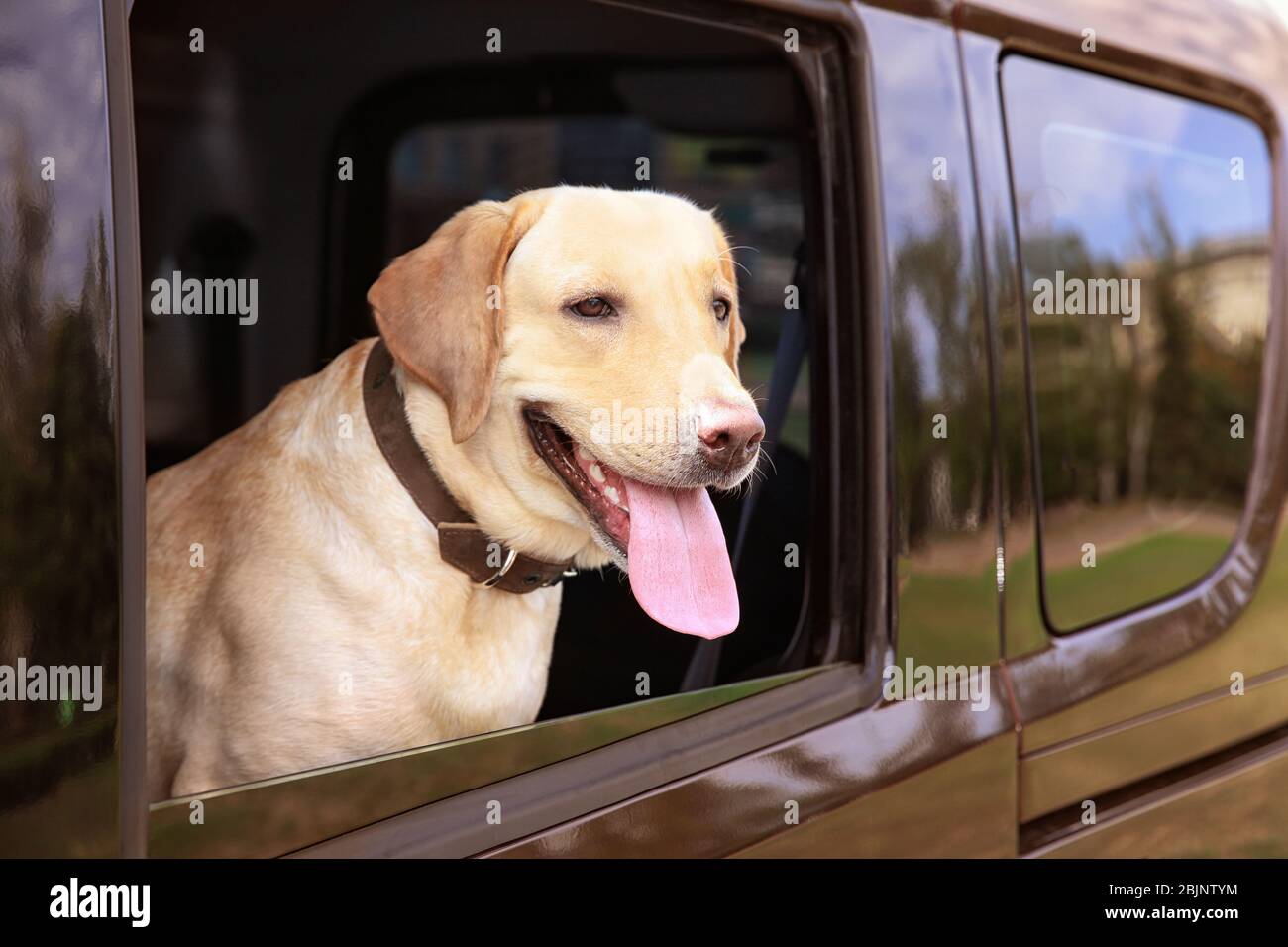 Cute Labrador Retriever looking out of car window Stock Photo - Alamy