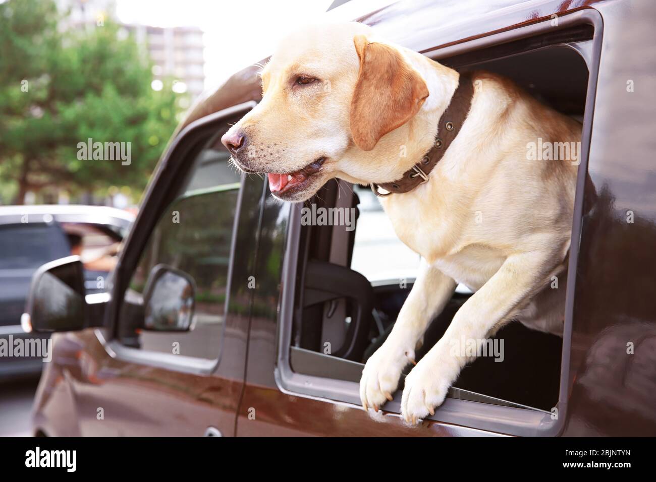 Cute Labrador Retriever looking out of car window Stock Photo - Alamy