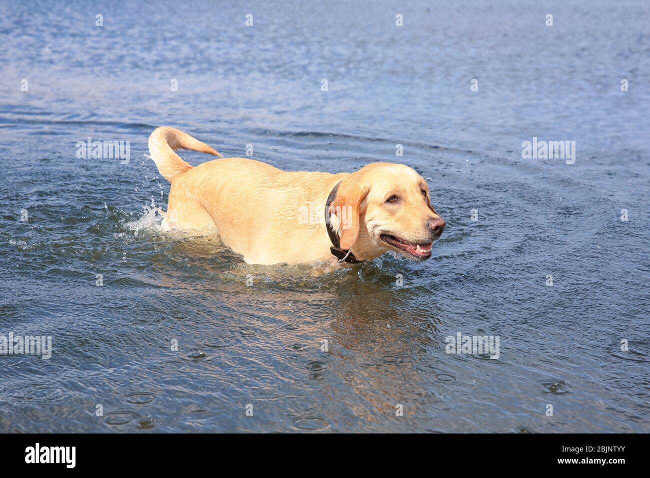 Cute Labrador Retriever in water Stock Photo - Alamy