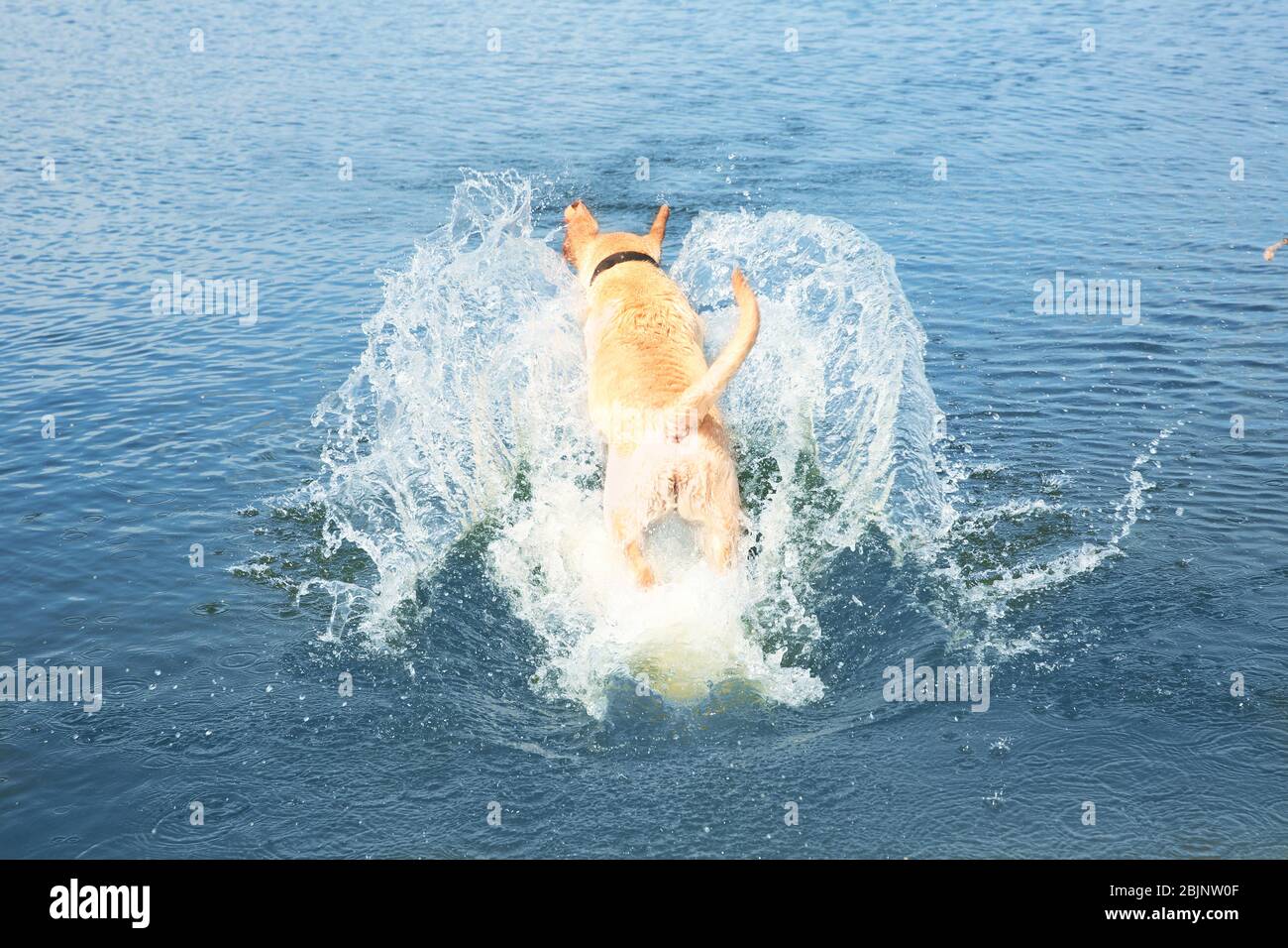 Playful Labrador Retriever jumping in water Stock Photo - Alamy